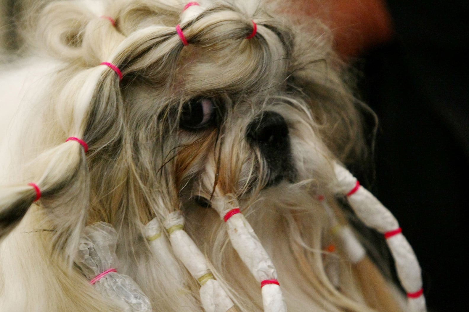 Pictures of Dog Hairstyles | PS Pets