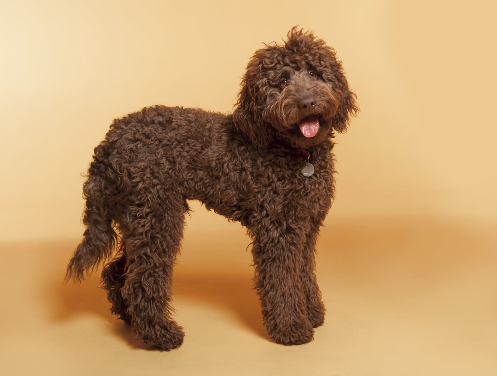 Cute Pictures of Labradoodles | PS Pets
