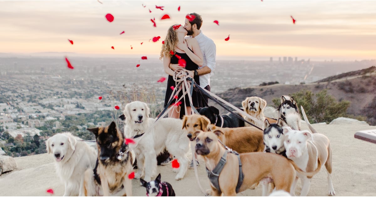 Man Proposes to His Girlfriend With 16 Dogs | POPSUGAR Family