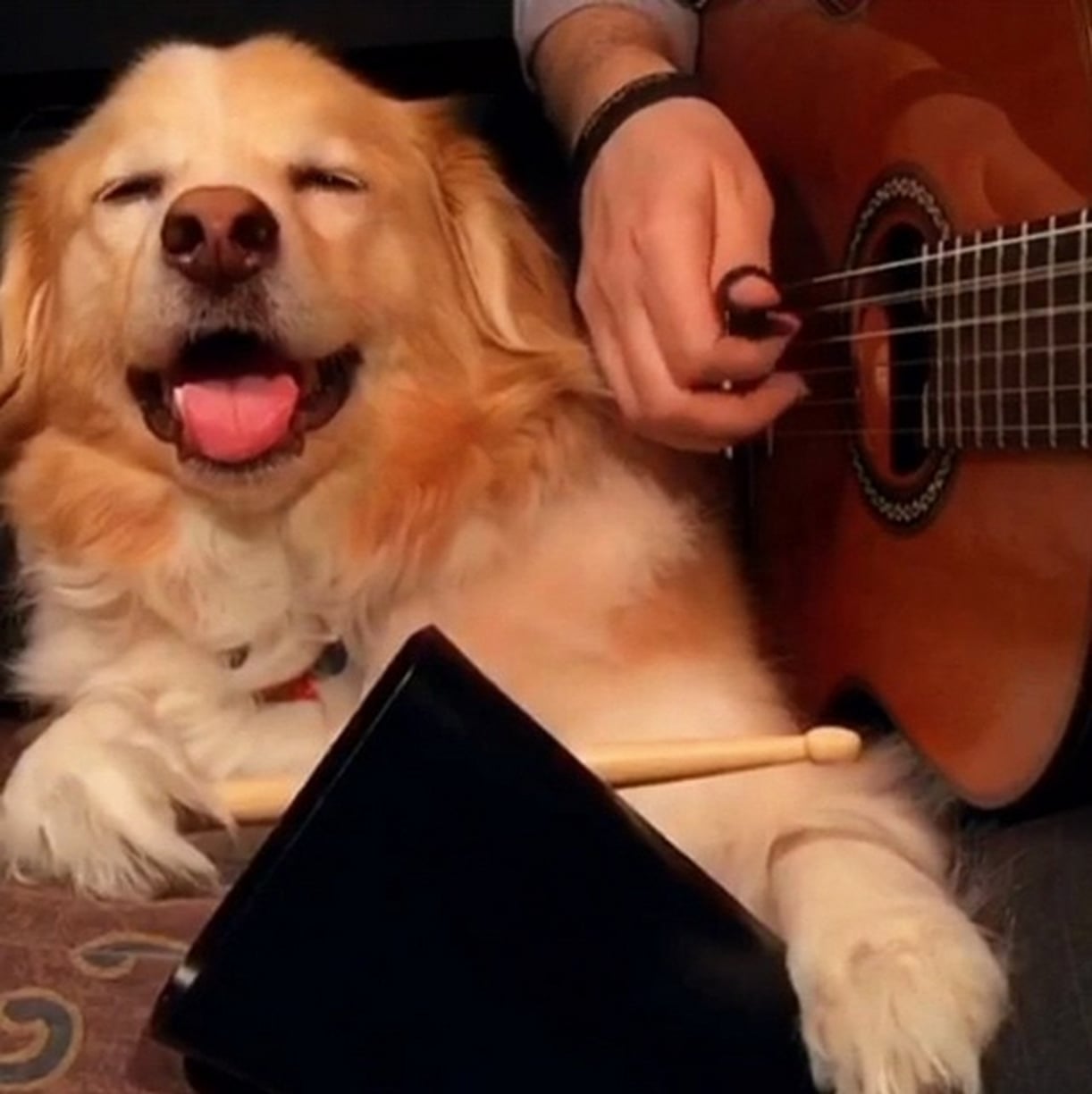 Maple the Dog Playing Instruments Video | PS Celebrity