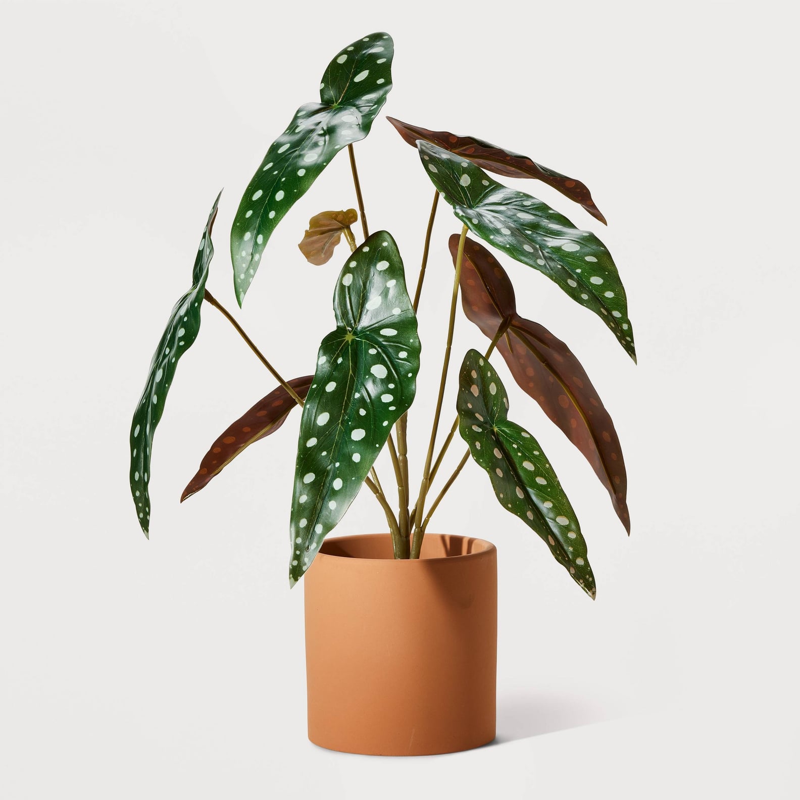 Hilton Carter For Target Home and Plant Collection | PS Home