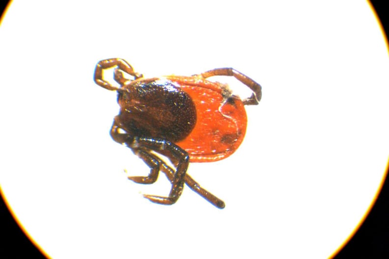 How to Remove a Tick | PS Fitness