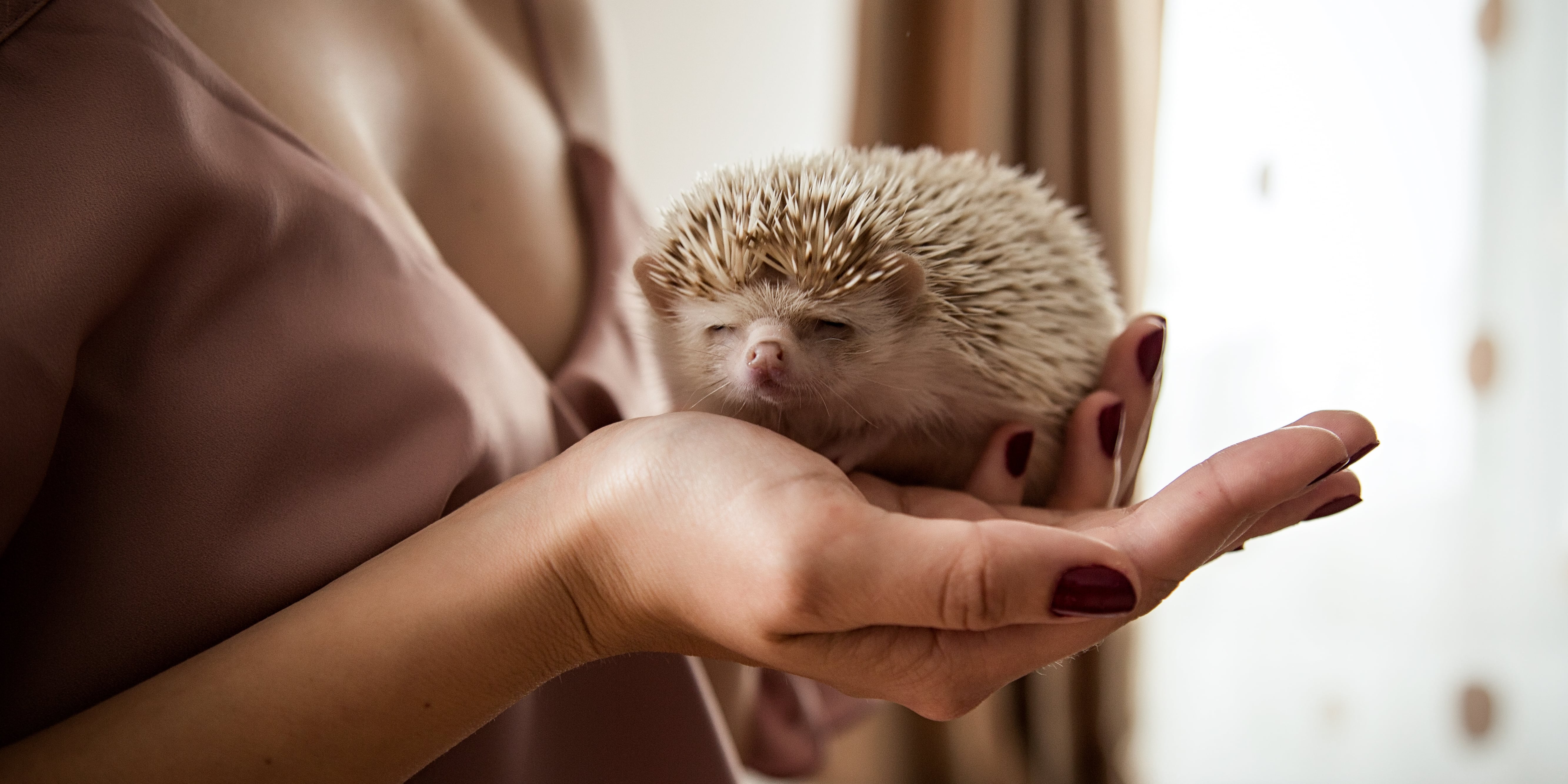 12 of the Best Pets for Busy College Students | POPSUGAR Pets