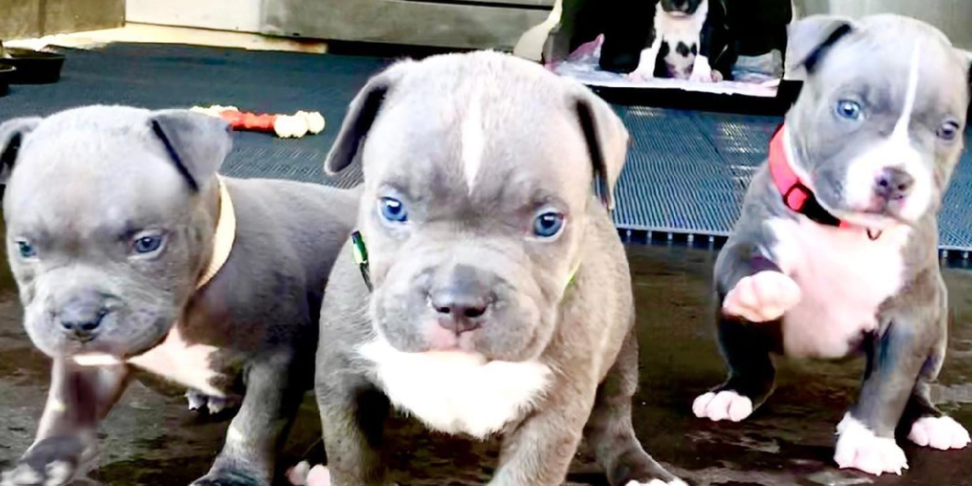 See So Many Cute Photos of Pit Bull Puppies and Dogs | PS Pets