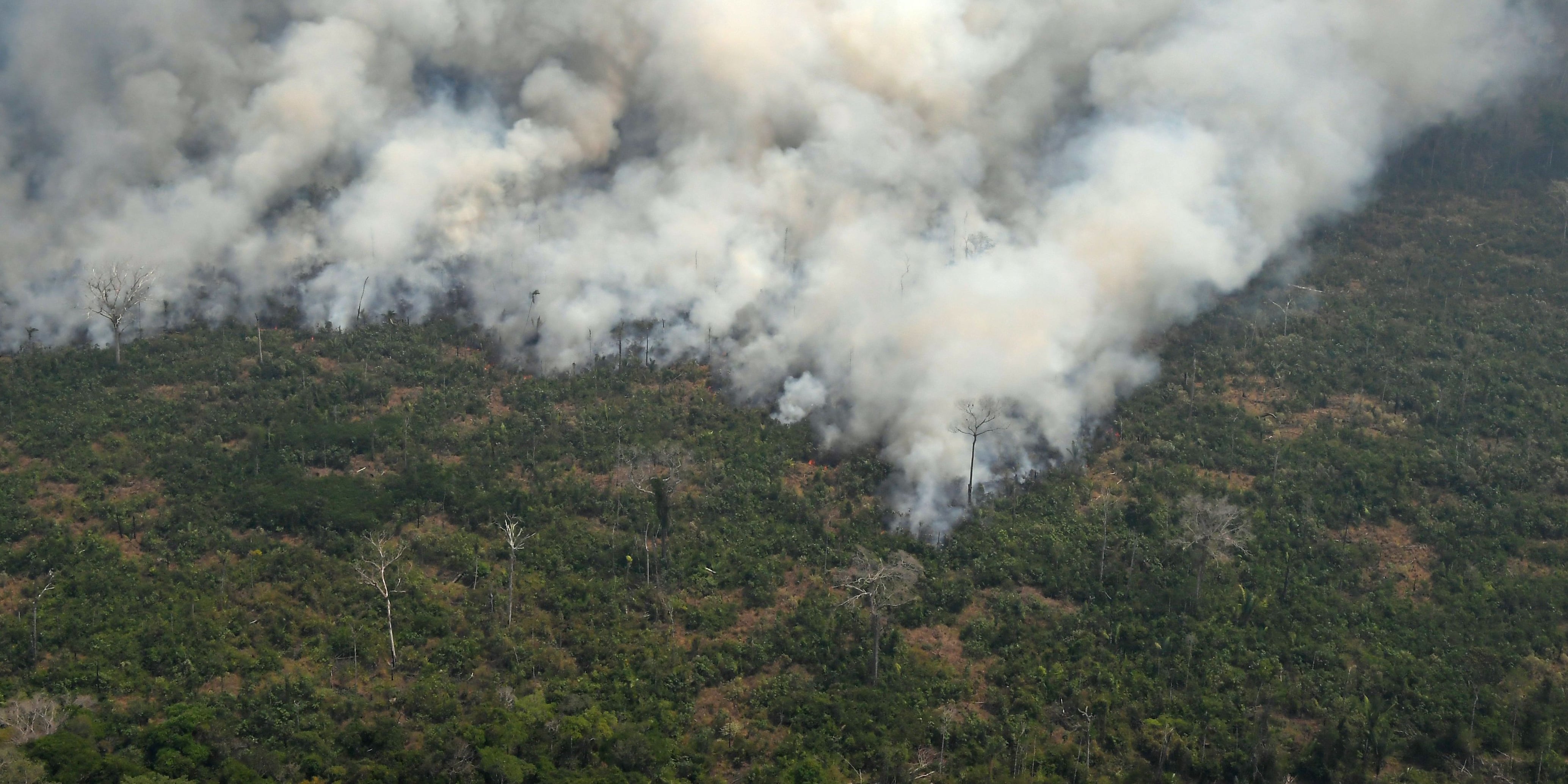Where to Donate to Amazon Rainforest Fire Relief | PS News