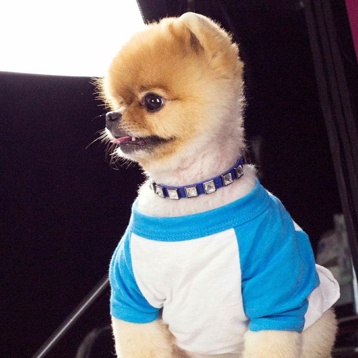 Pet Fashion Gifts | POPSUGAR Fashion