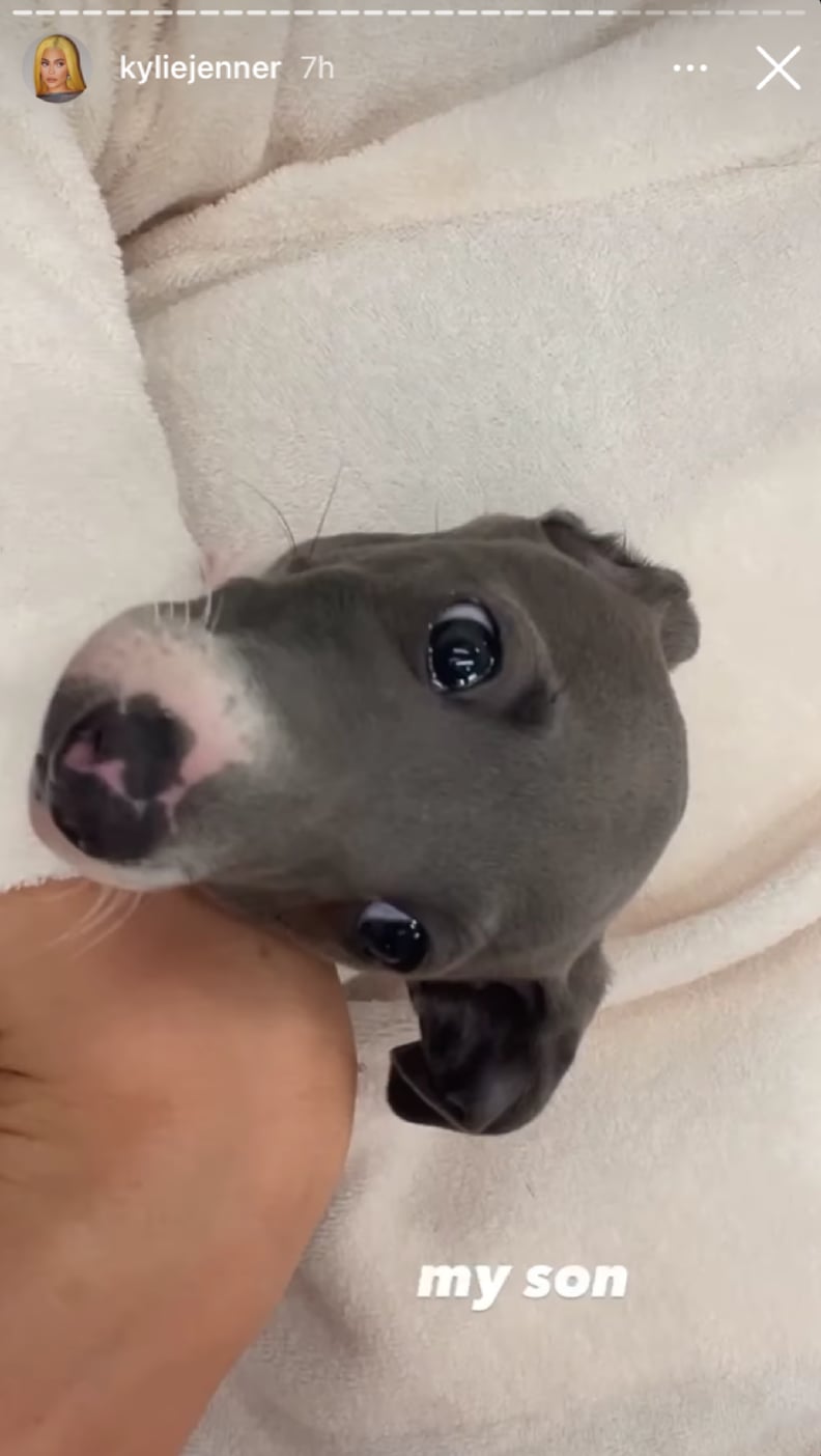 Kylie Jenner Adopted a New Dog Named Kevin | PS Pets