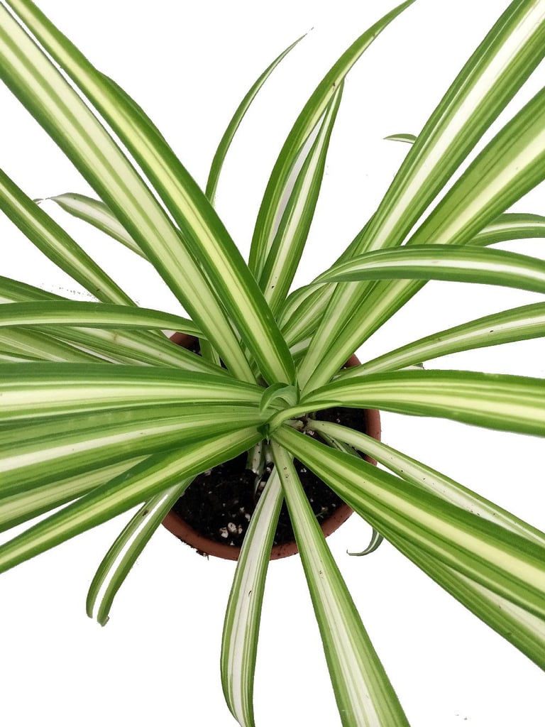 Spider Plant Houseplants That Are Safe For Cats To Eat POPSUGAR