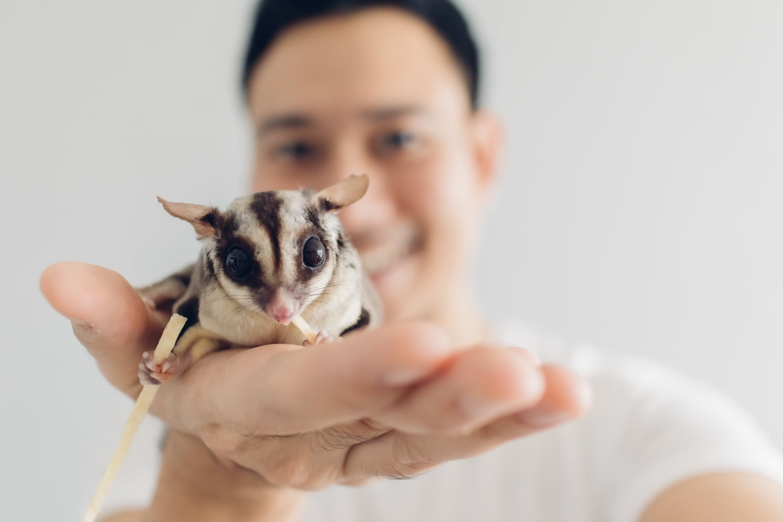 9 Best Small Pets For Cuddling | PS Pets