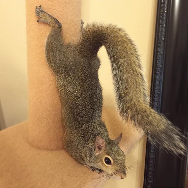 Pet Squirrel Instagram | POPSUGAR Pets