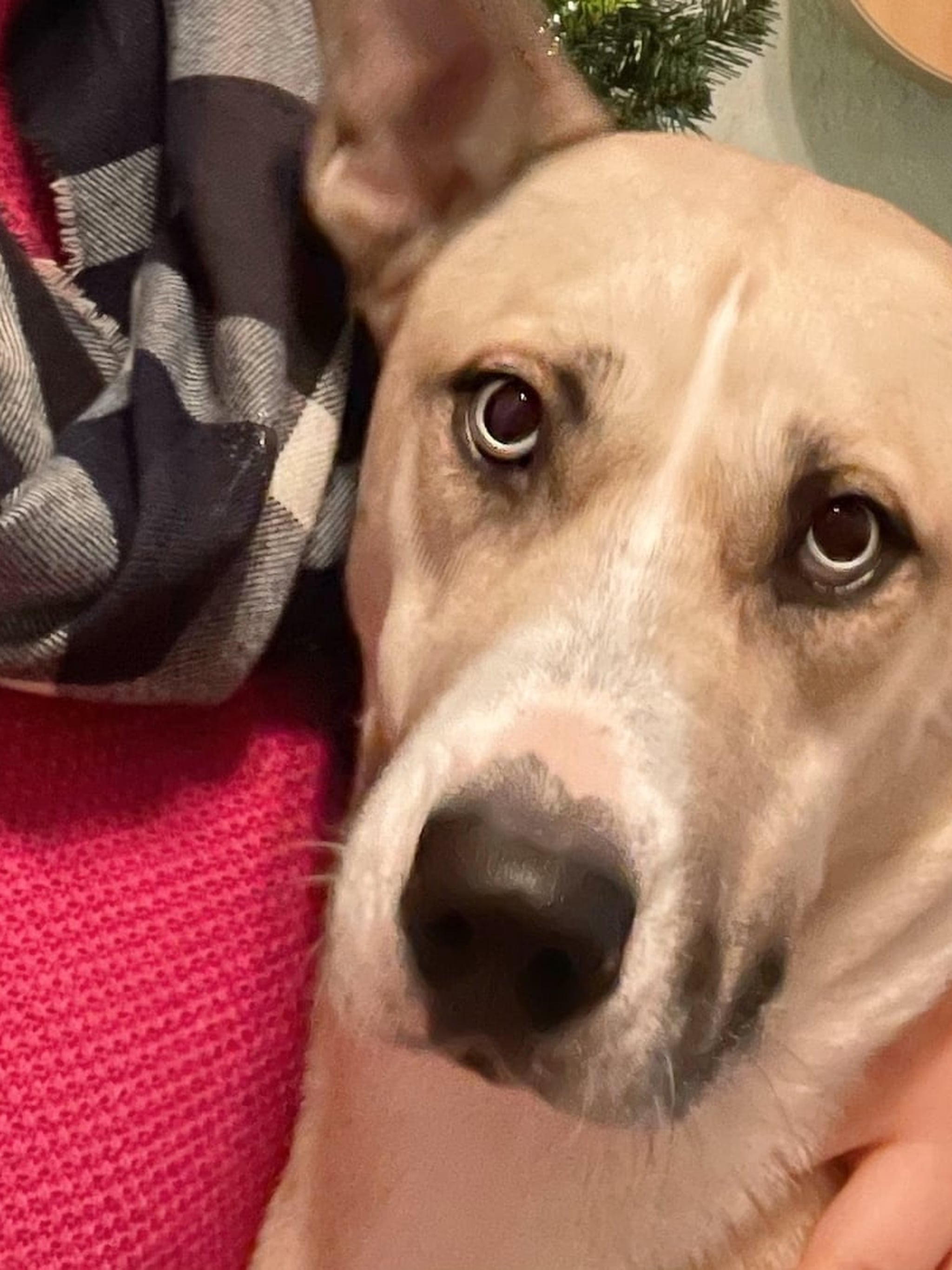 Why I Don't Regret My COVID-19 Pet | POPSUGAR Pets