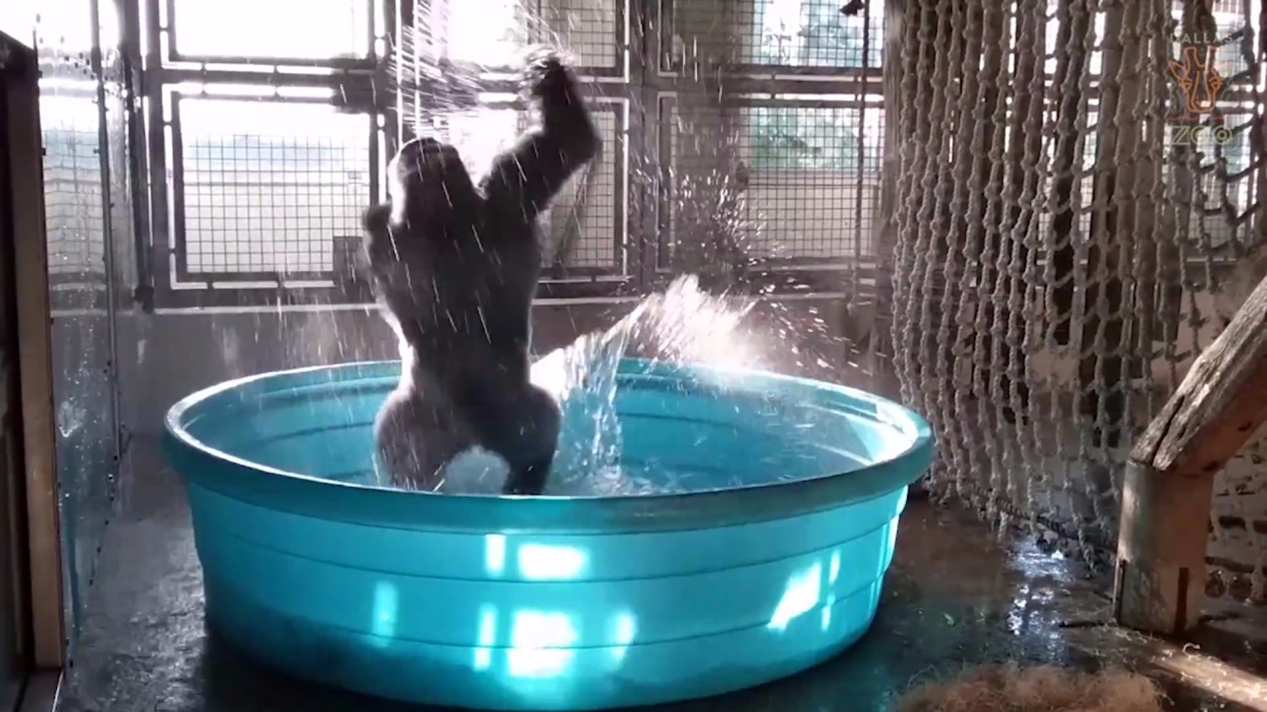 Zola the Gorilla Dancing to "Maniac" Video | PS Celebrity