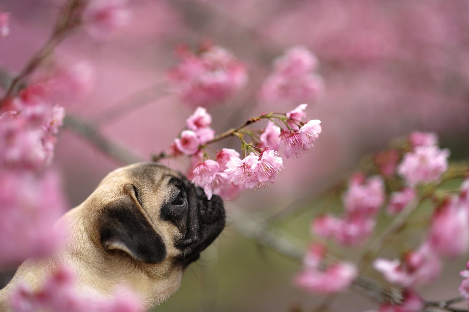 Cute Pictures of Pugs | PS Pets