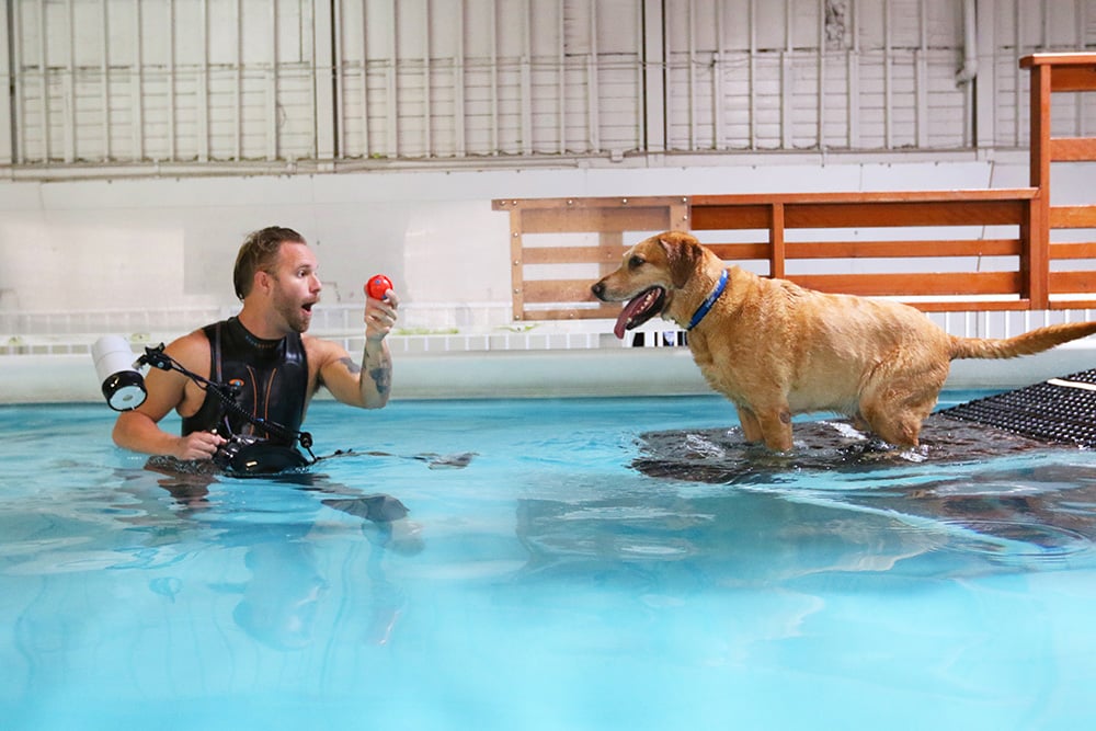 Pictures of Dogs Swimming | Finding Fido | POPSUGAR Pets
