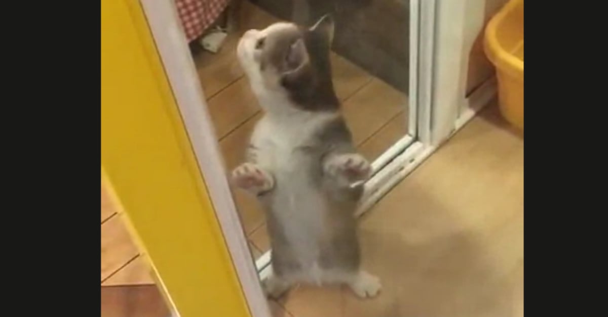 Happy Cat GIF | PS Pets