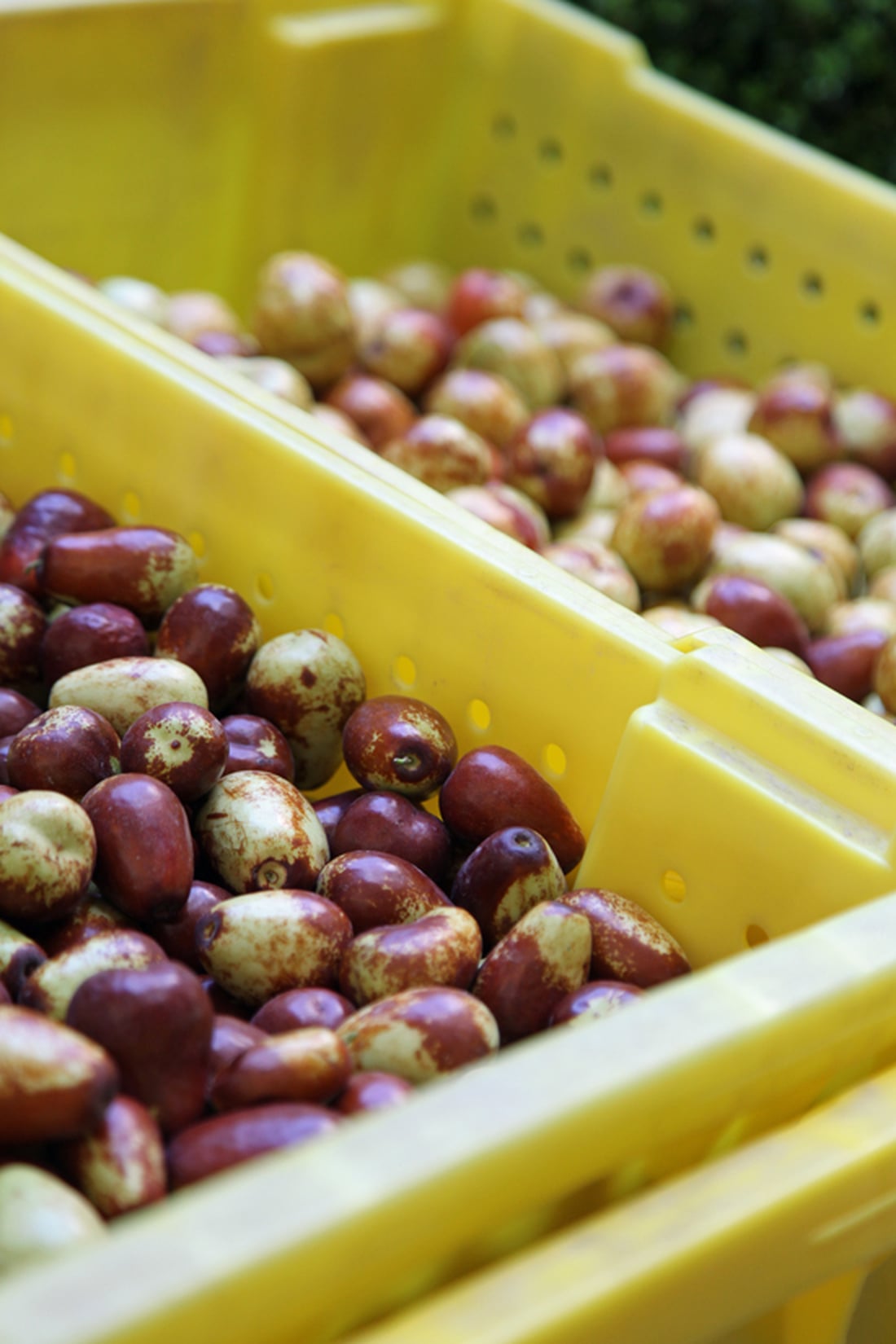 Fall Produce Guide | PS Food