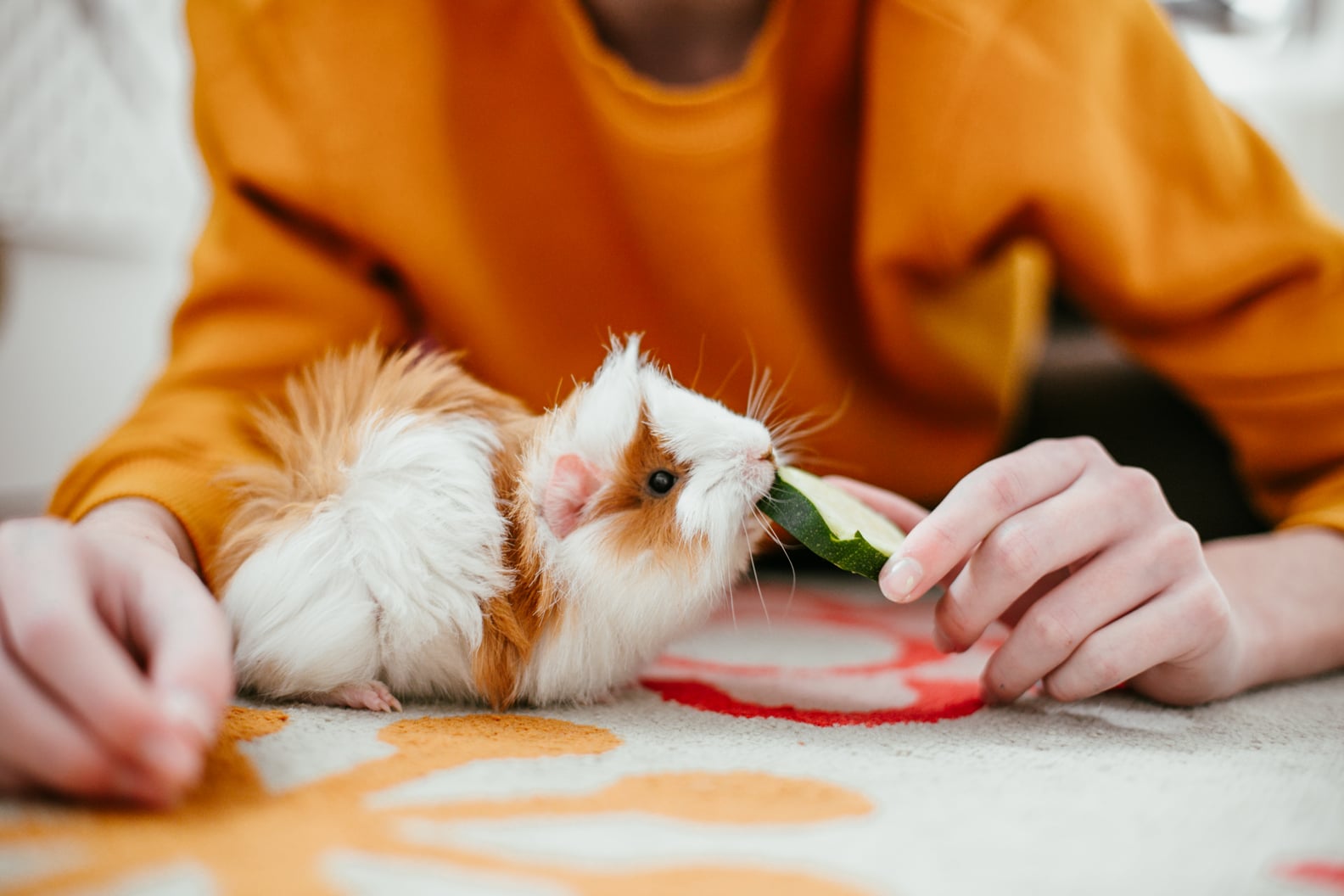 12 of the Best Pets for Busy College Students | PS Pets