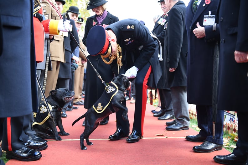 Prince Harry With Animals Pictures | POPSUGAR Celebrity