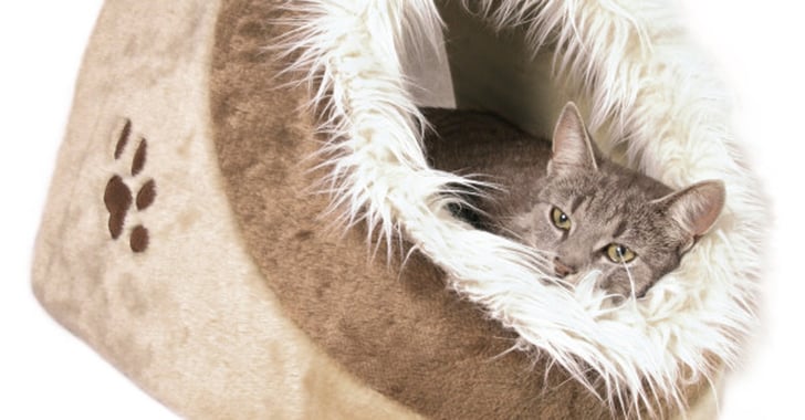 Pretty Pet Products | POPSUGAR Pets