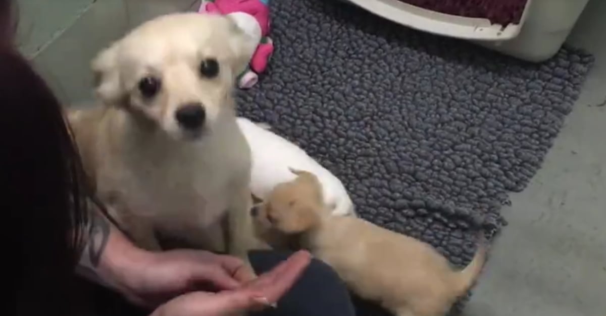 Dog Reunited With Puppies | Video | PS Pets