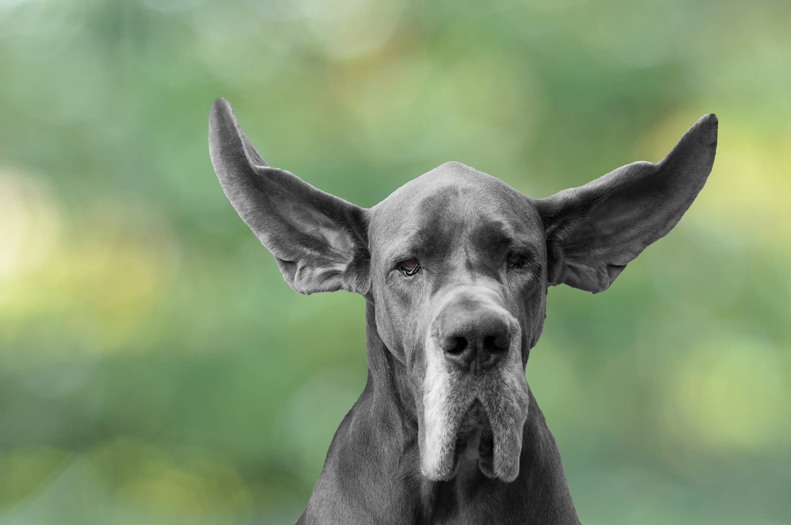 Cute Pictures of Great Danes | POPSUGAR Pets