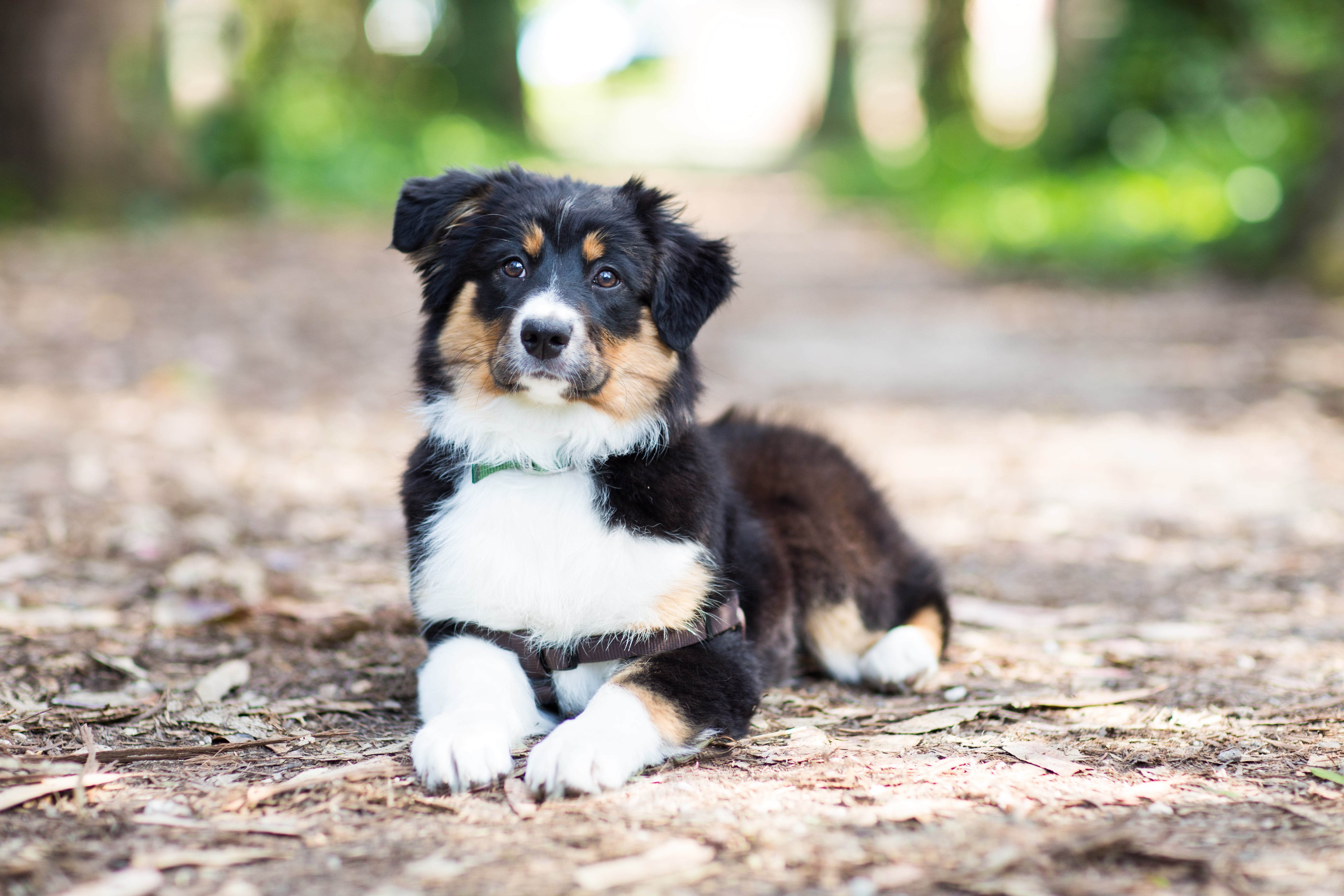 Black Australian Shepherd Boxer Mix