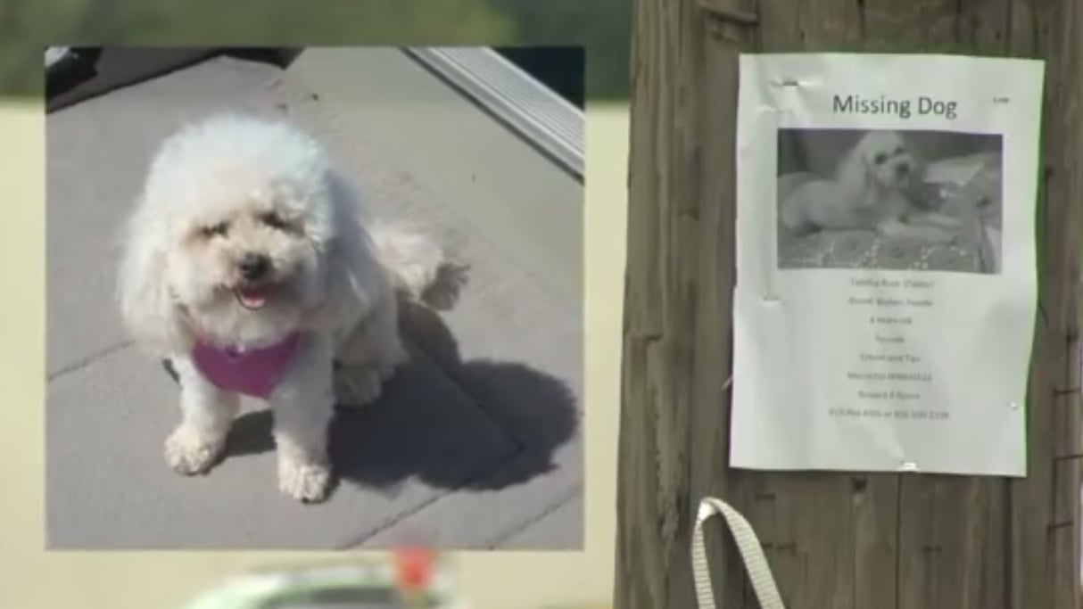 Lost Dog Finds Her Way Home | PS Pets