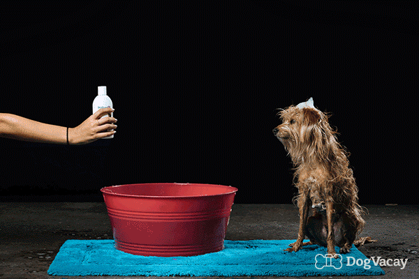 Dogs Doing Harry Potter Spells | PS Pets