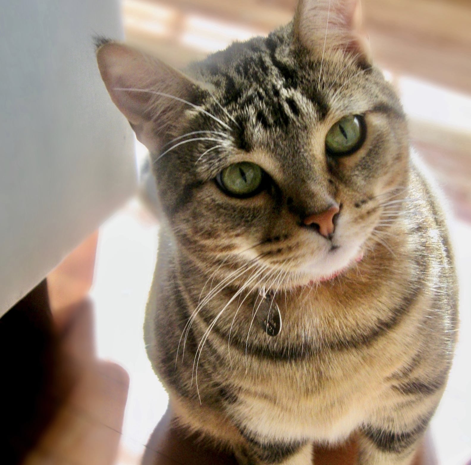 What I Learned From Adopting a Traumatized Cat | PS Pets