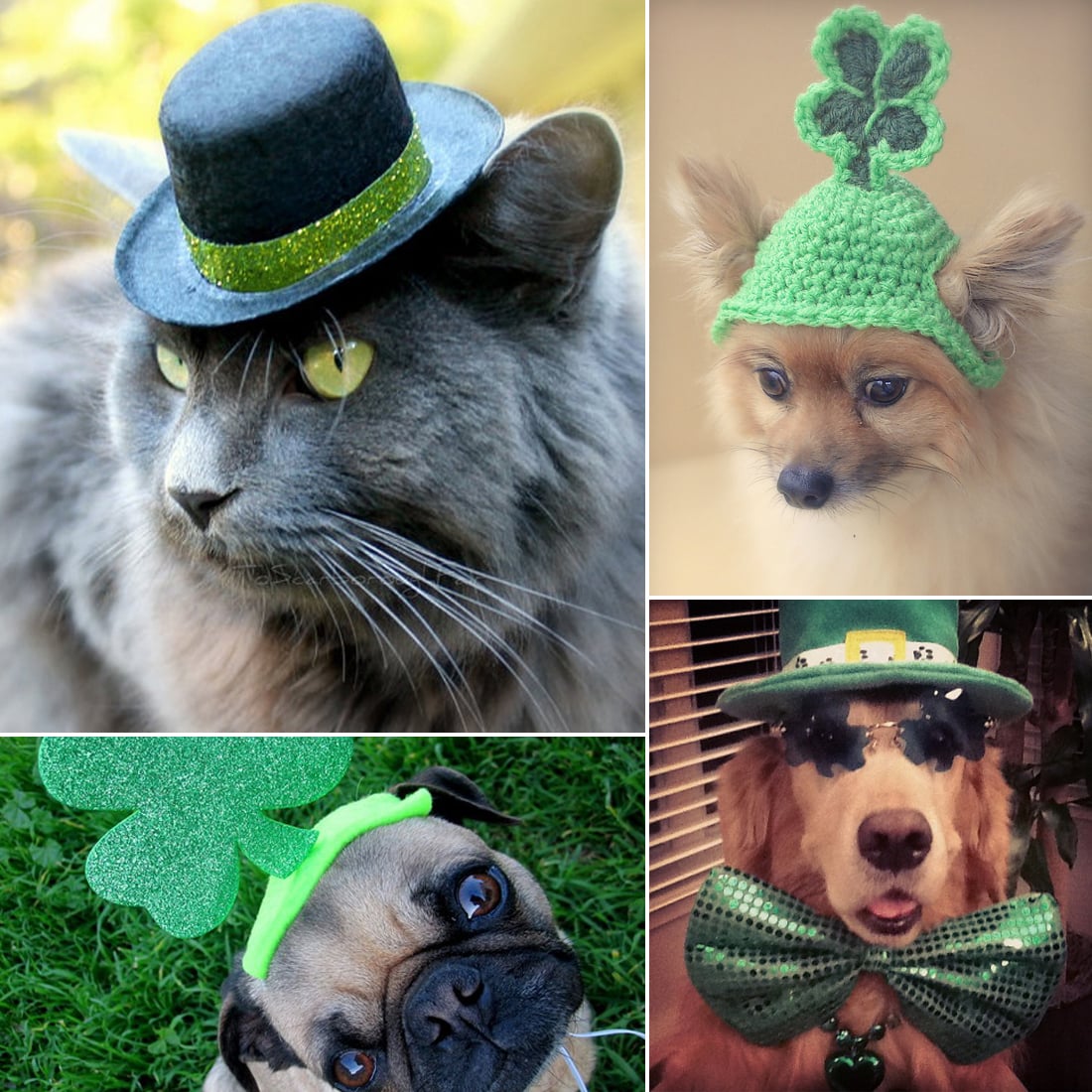 St. Patrick's Day and Pets | PS Pets