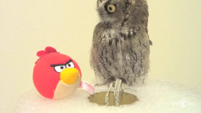 Best Animal GIFs of 2014 | PS Pets