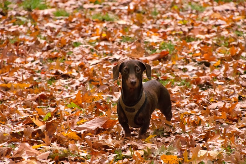 Cute Photos of Dogs in the Fall | POPSUGAR Pets
