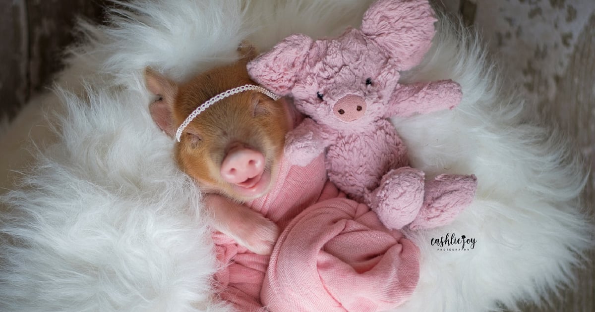 Adorable Newborn Piglet Photo Shoot Pictures | POPSUGAR Pets