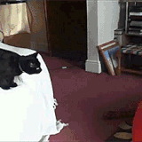 Funny Cat GIFs | POPSUGAR Tech