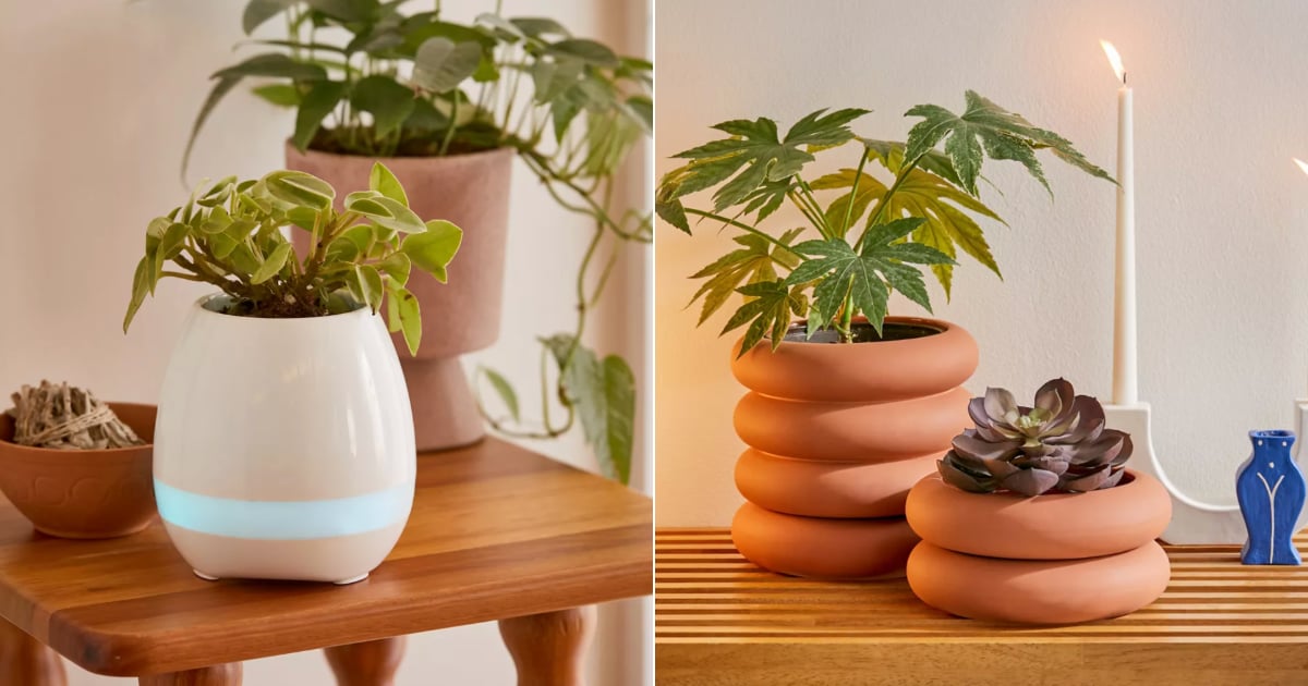 Best Plant Gifts | POPSUGAR Home