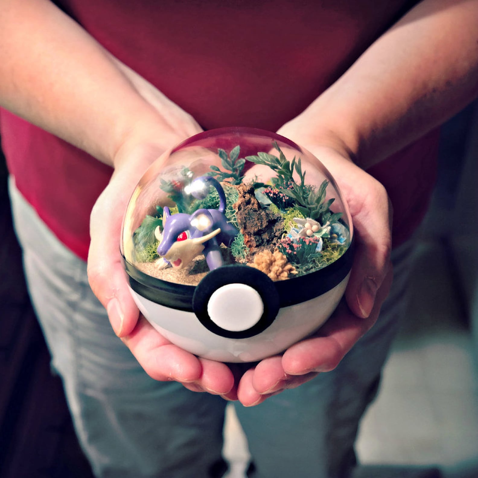 Where Can You Buy Pokemon Terrariums? | PS Tech