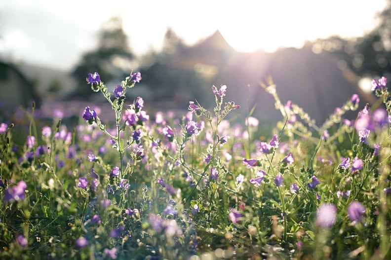30+ Pretty Photos of Spring to Remind You That It's Coming! | POPSUGAR ...