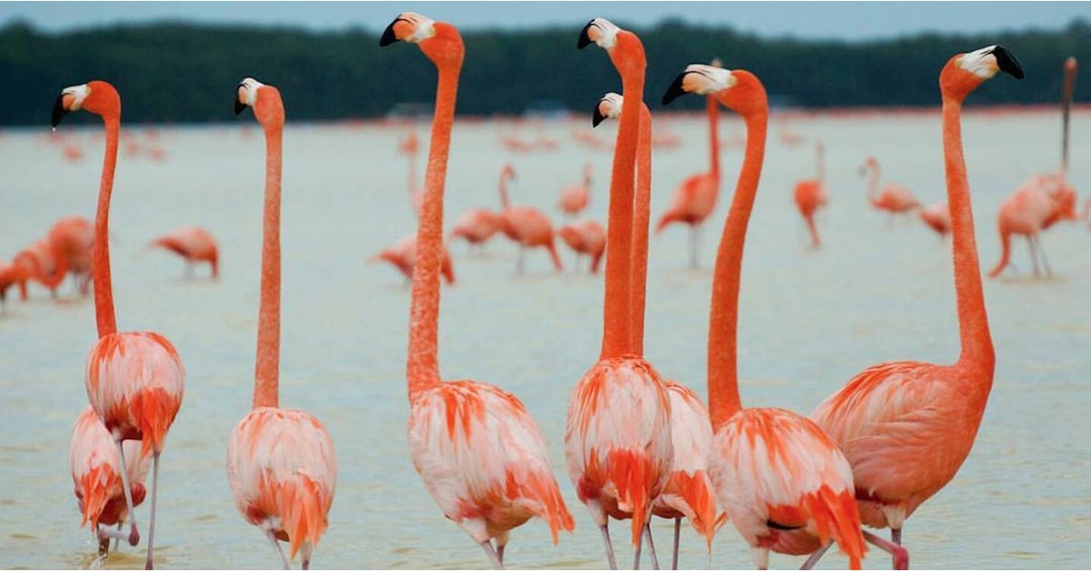 Flamingos in Celestun, Mexico | POPSUGAR Smart Living