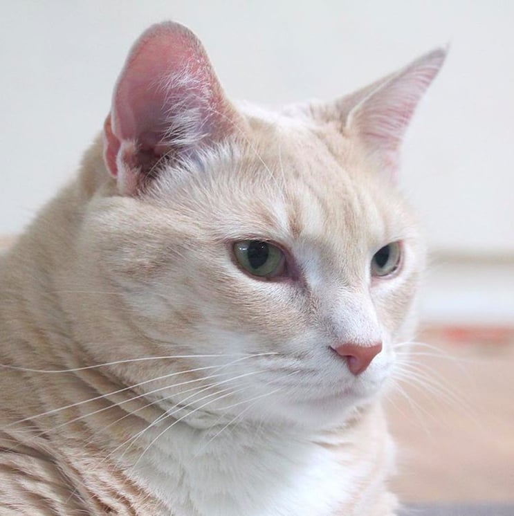 Photos of Bronson the 33-Pound Cat | POPSUGAR UK Parenting