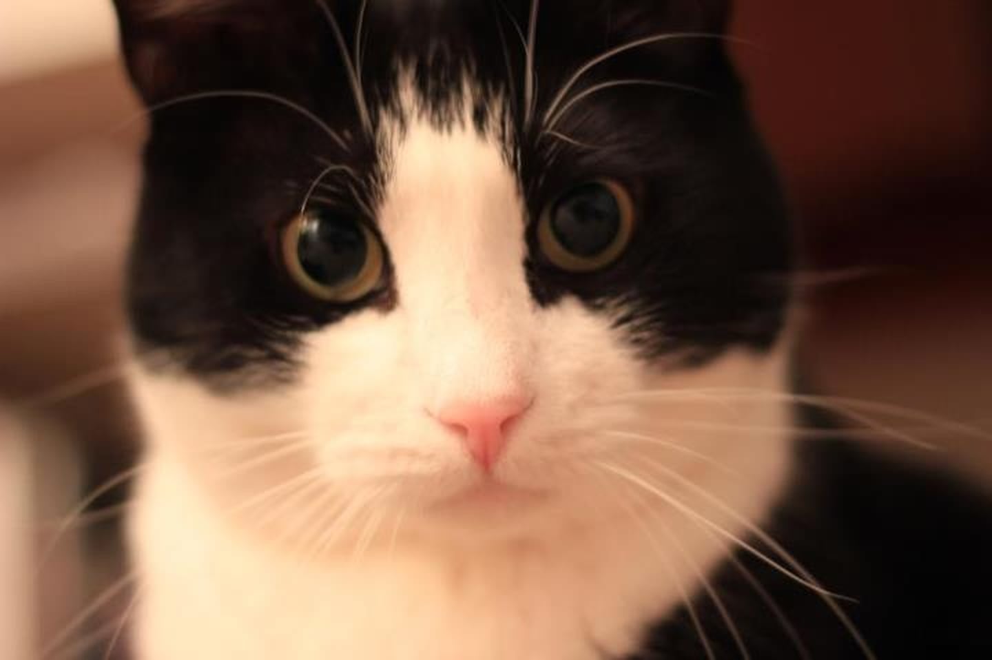 How My Cat Helped Me Battle Cancer | PS Pets