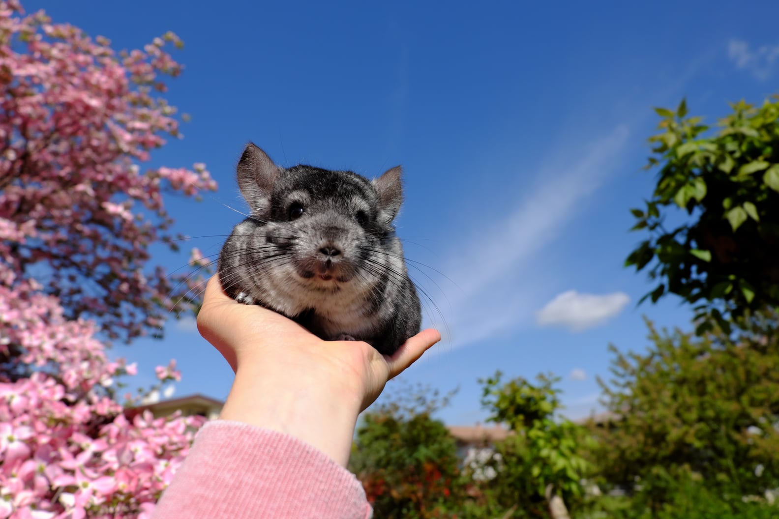 12 of the Best Pets for Busy College Students | POPSUGAR Pets