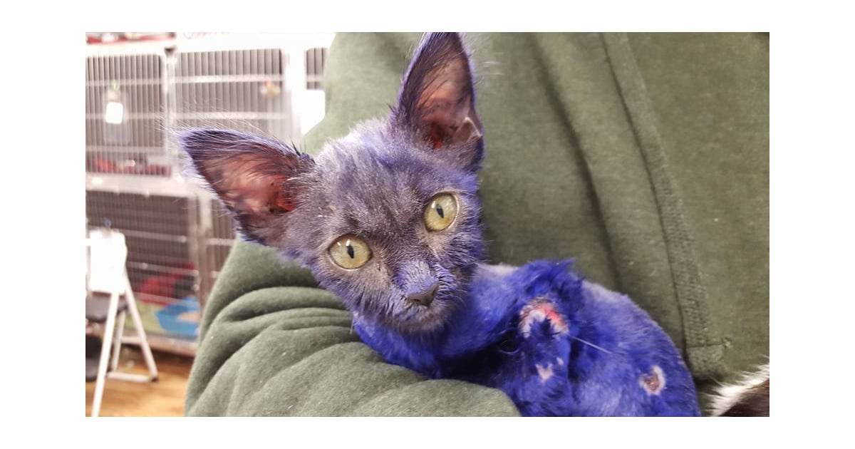 Cat Dyed Blue and Used as Chew Toy | POPSUGAR Pets