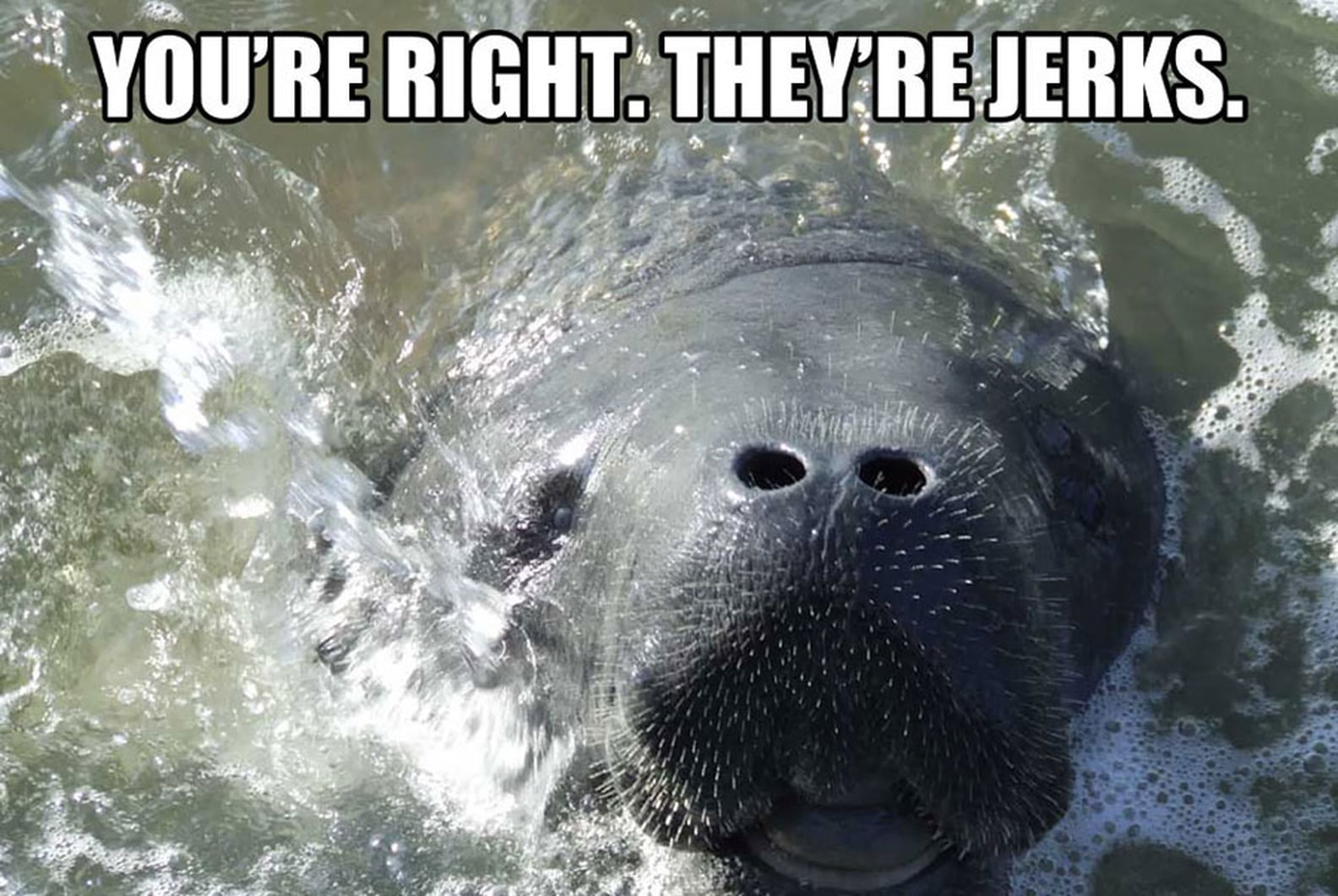 Calming Manatee Memes | POPSUGAR Tech