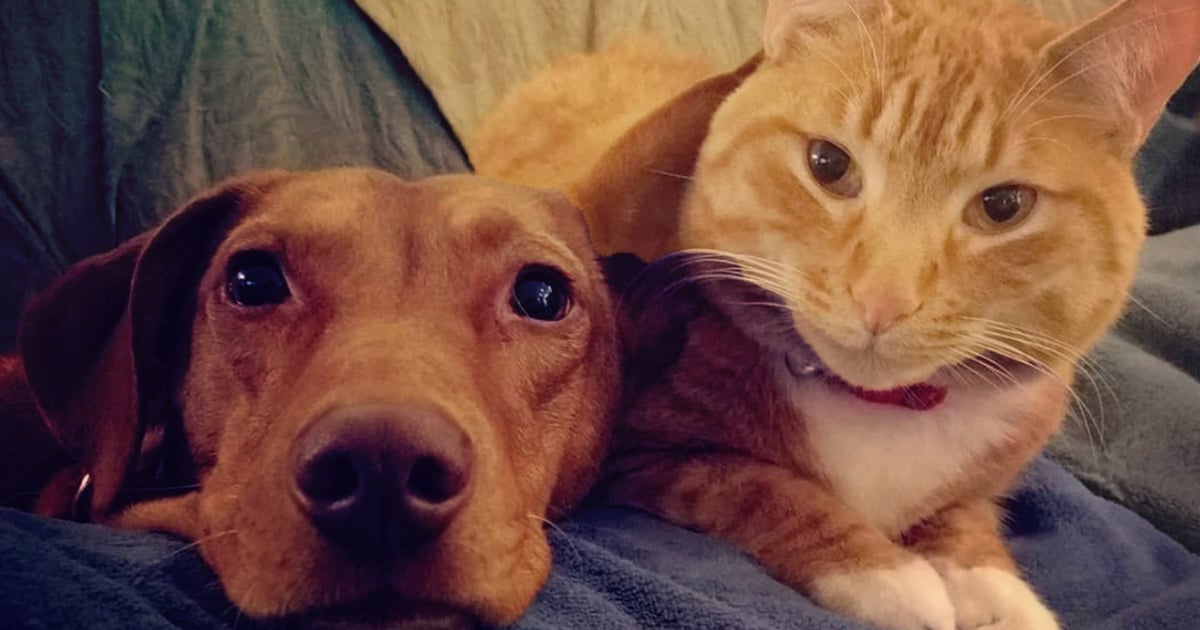 Videos of Cat and Dog Who Snuggle Together Every Day | POPSUGAR Family