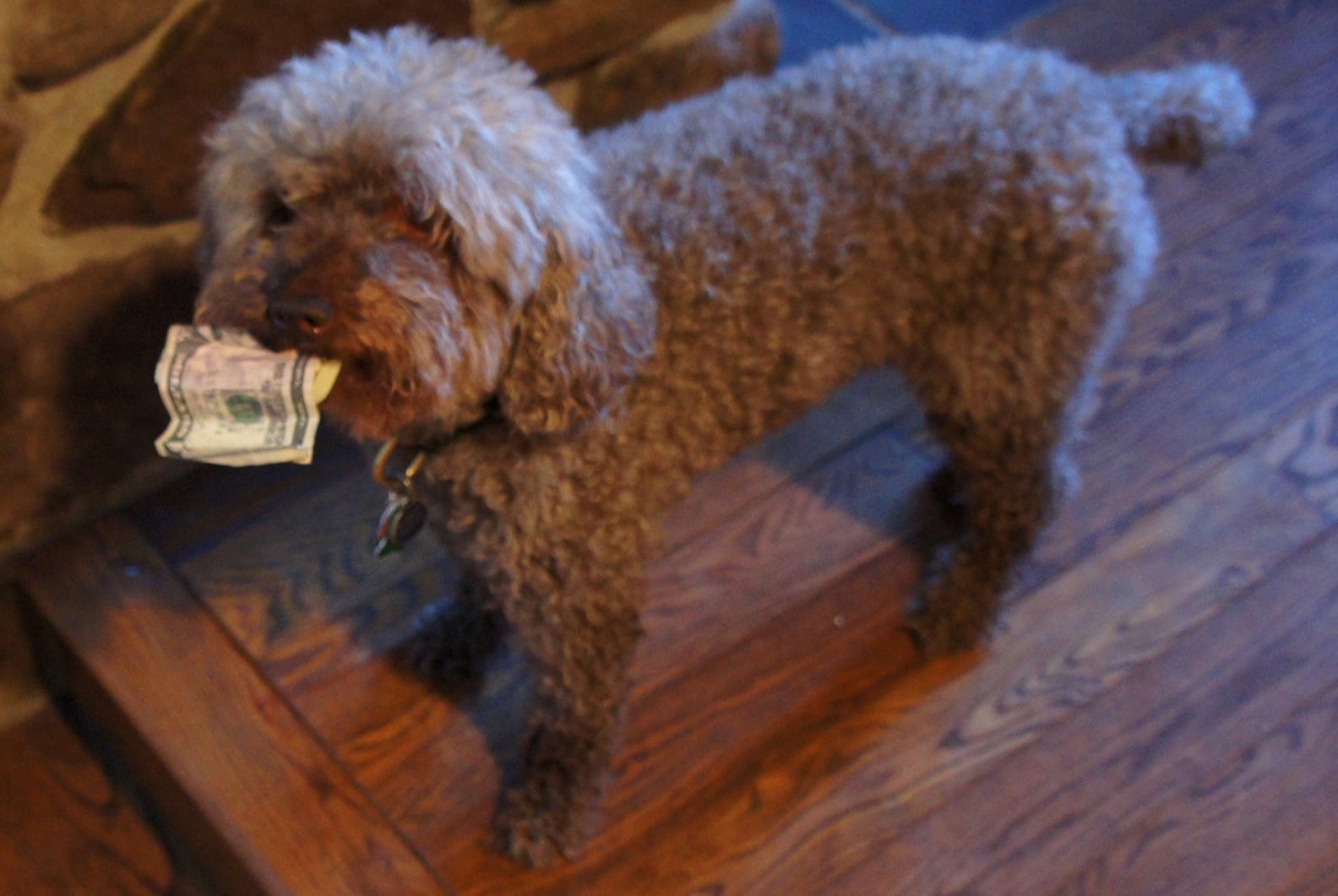 Pictures of Cute Dogs With Money | PS Pets