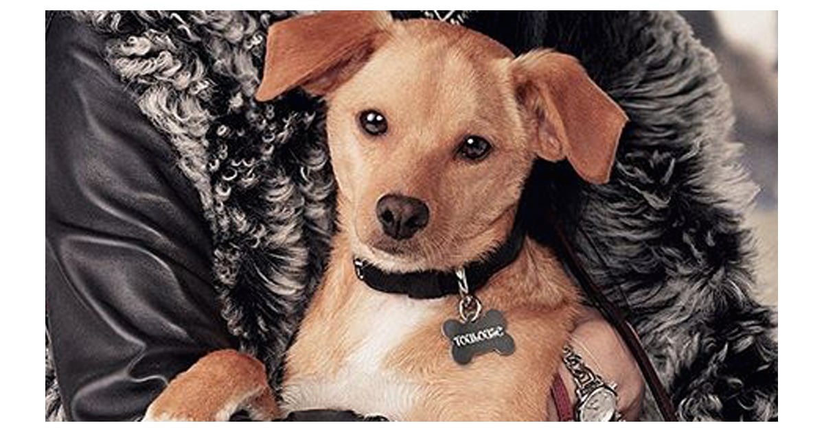 Coach Pups Campaign Ads | POPSUGAR Pets