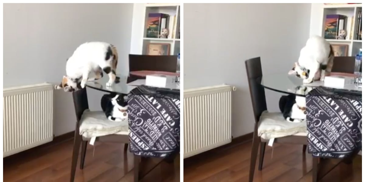 Video of Cats Playing on a Glass Table | POPSUGAR Pets