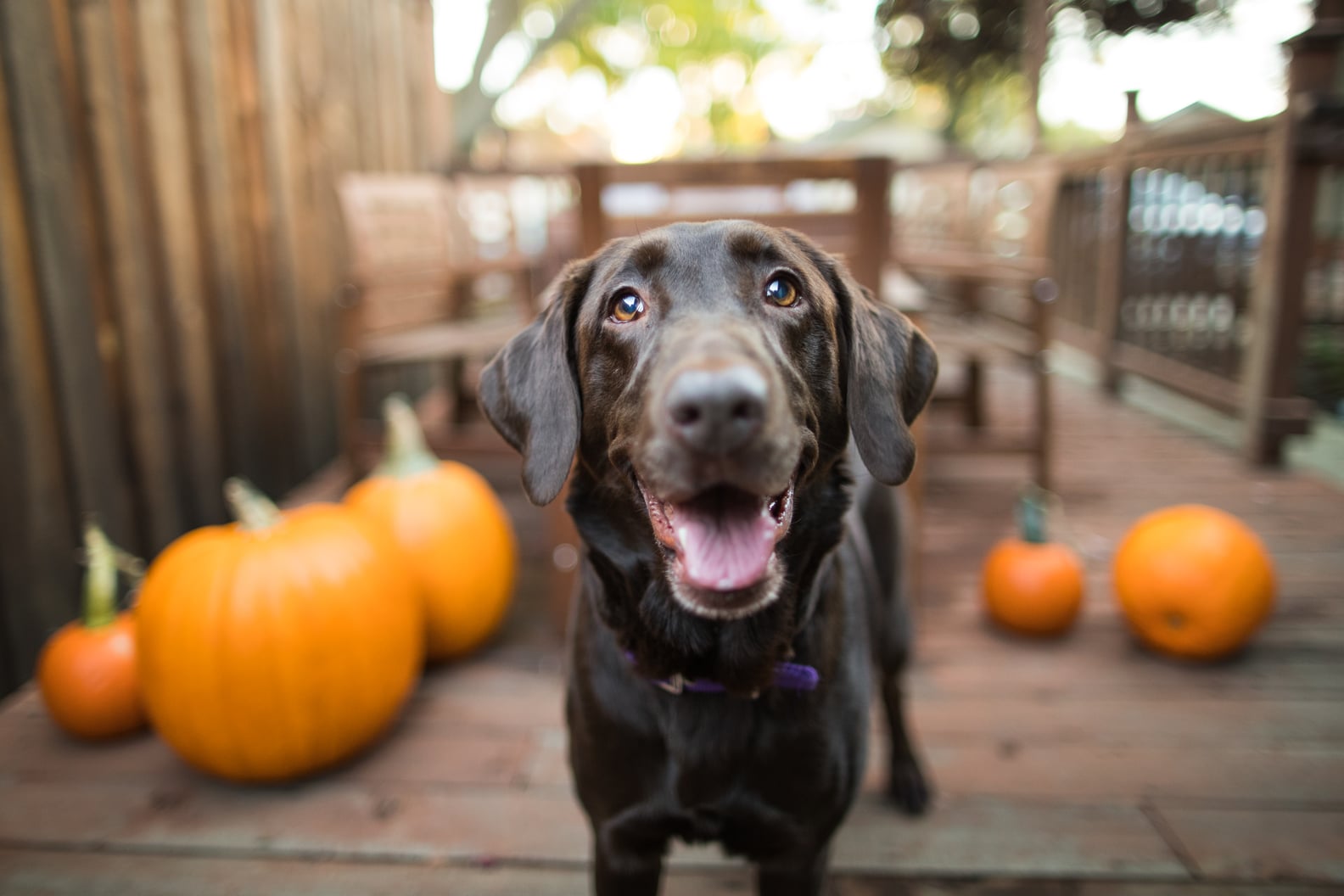 Cute Photos of Dogs in the Fall | PS Pets