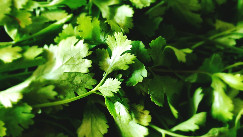 Cilantro Health Benefits | POPSUGAR Fitness
