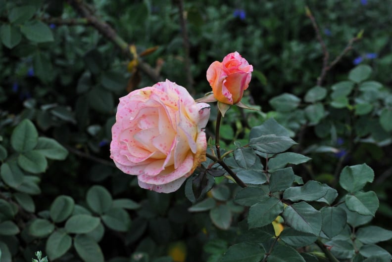Grace Coddington's NYC Apartment Decor | POPSUGAR Home
